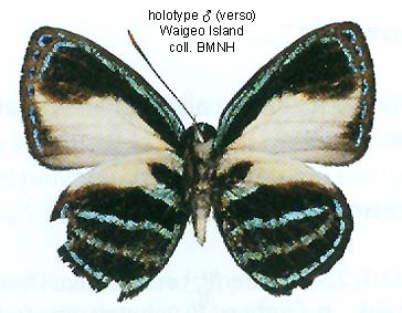 Papua Insects Foundation (Lepidoptera/Lycaenidae/Lycaeninae ...